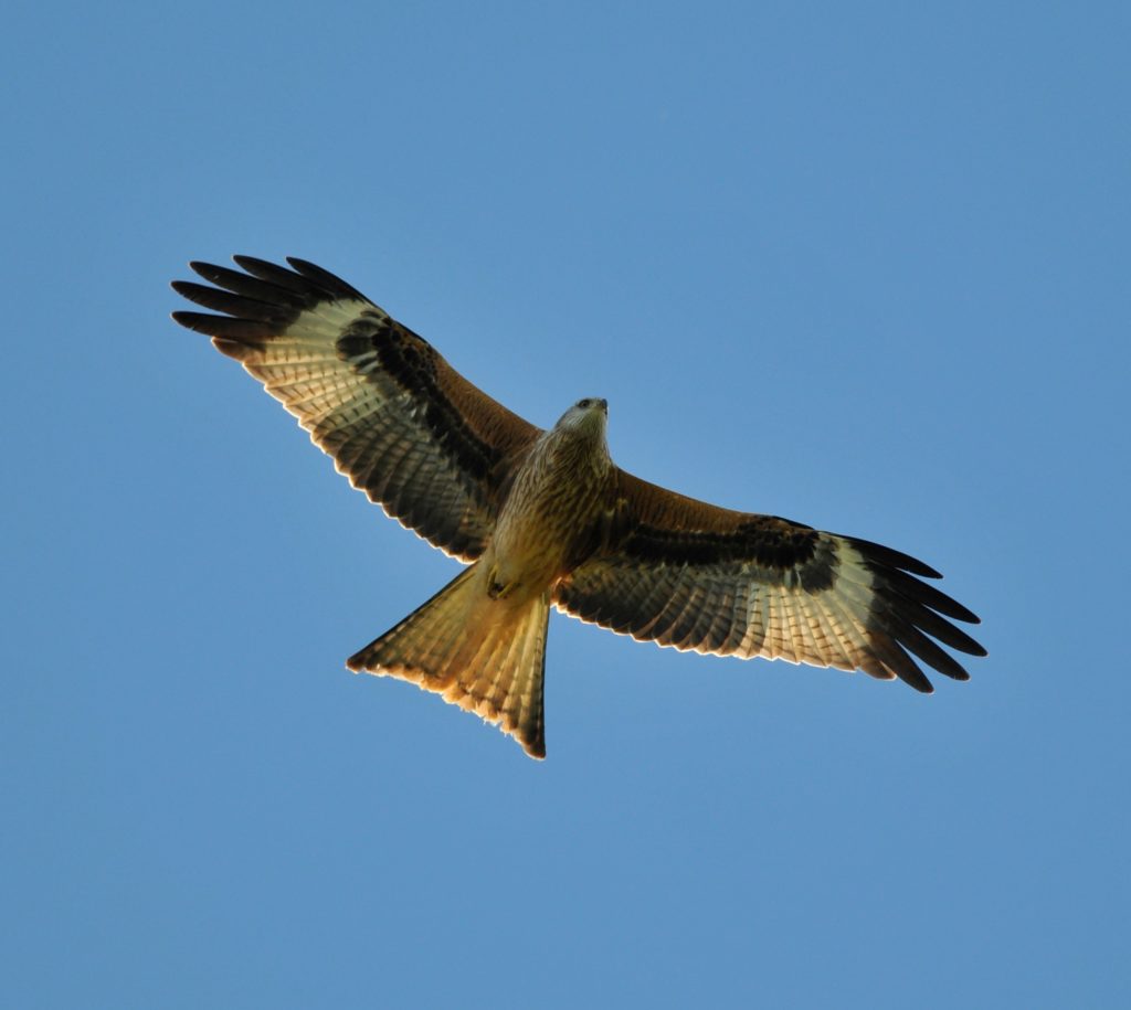 Suivi Milan royal : Bilan 2020 de la reproduction - EPAGE HDHL